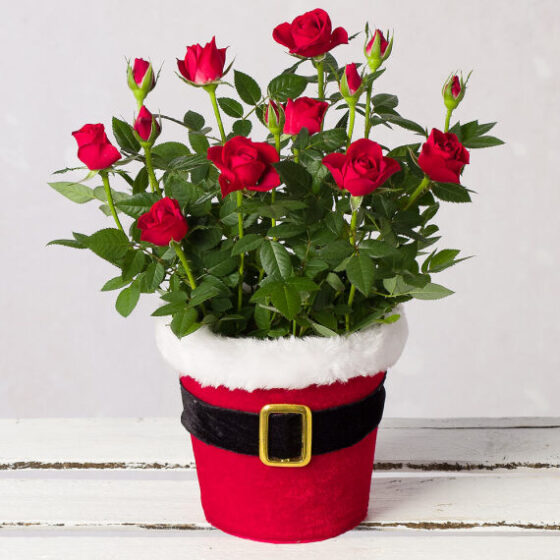 Red Rose in Santa Pot | Beautiful & Affordable House Plants
